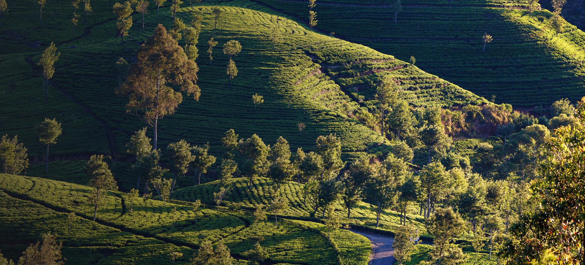 Haputale | City Guide Sri Lanka | Fernando Travels